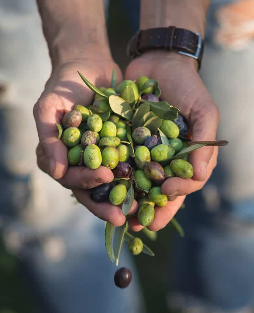 Green Gold: Tuscan Olive Oil Harvest!
